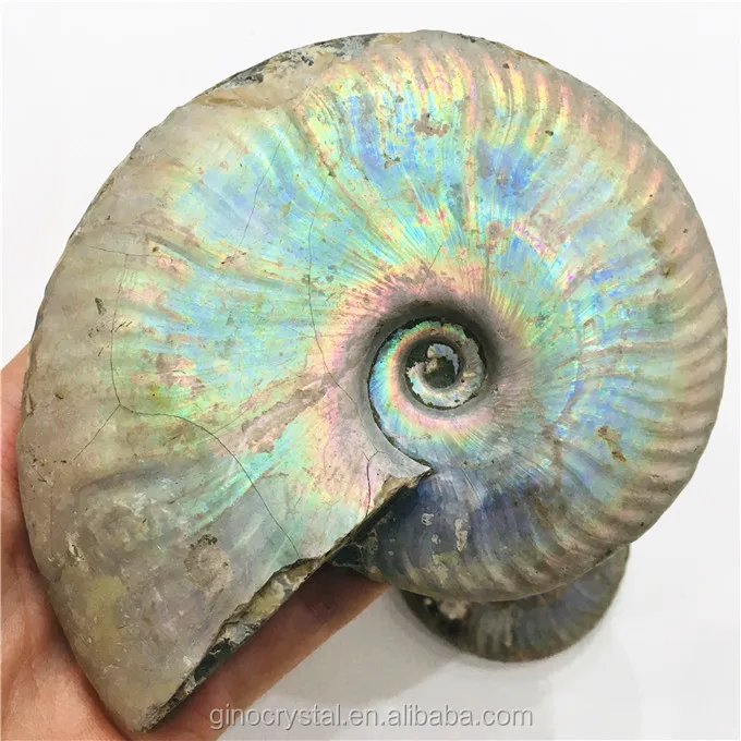 Art & Collectibles N1459 Natural Sea Conch Fossil Statue Figurines ...