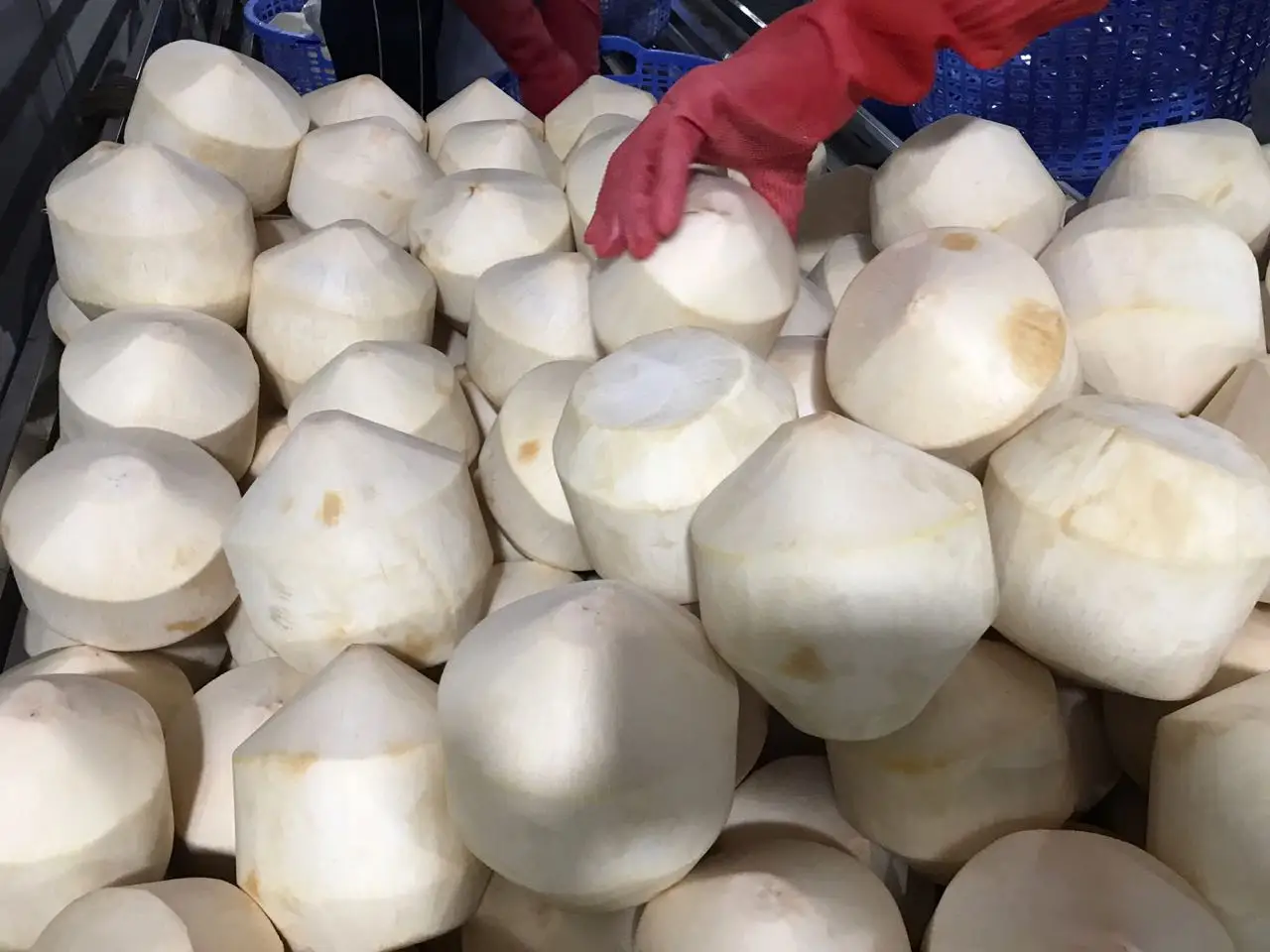 Green Coconut Fresh Young Coconut - High Quality Viet Nam