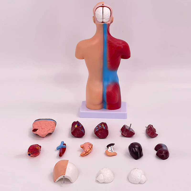28cm Human Torso Body Model - Educational Anatomy Tool