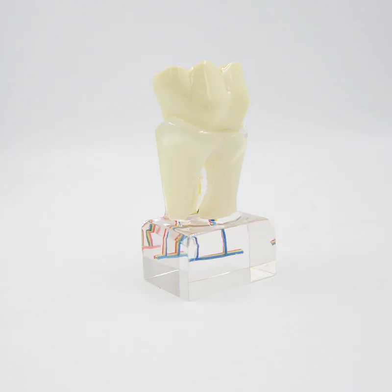 Multifunctional 6-Molar Tooth Model Nerve Anatomical for Dentist ...