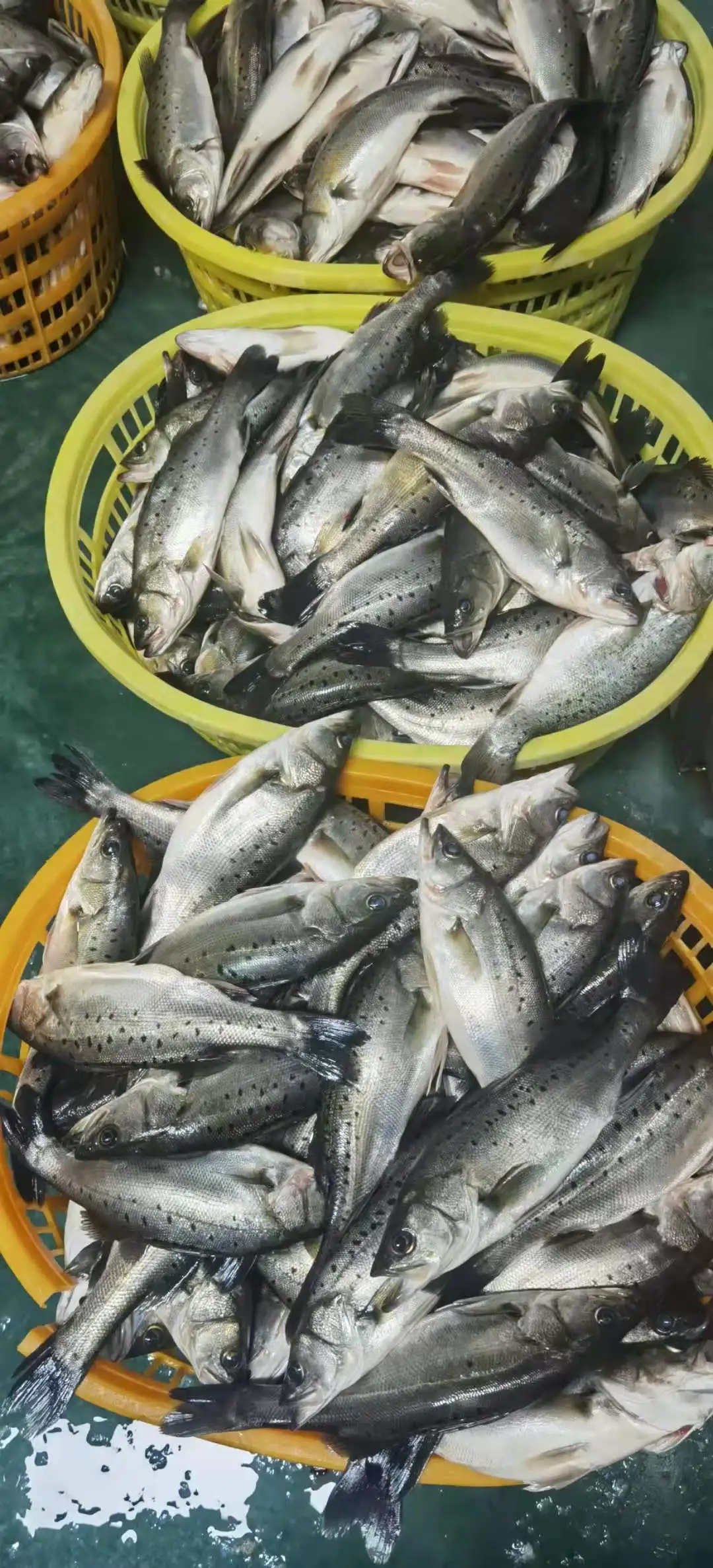 Seafood Frozen Fish Frozen Seabass Frozen Sea Bass Wholesale Price ...