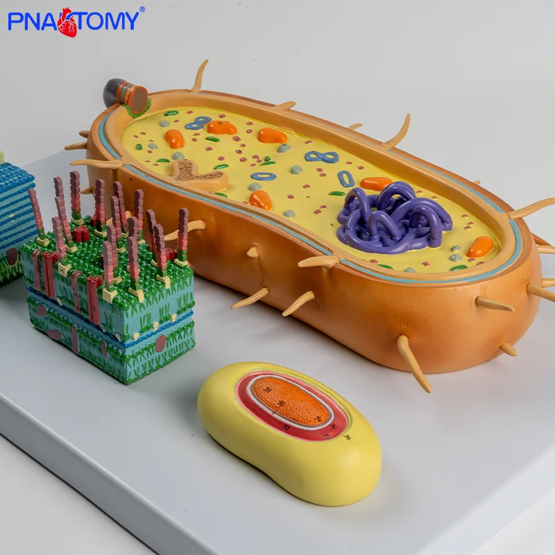 Enlarged Bacterial Cell Nucleus Model with Chromosomes Biological ...