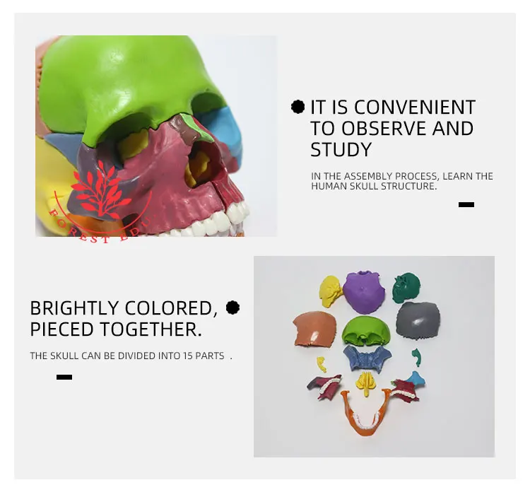 Human Skull Model Art Learning Bone All Types Beauty Medicine Anatomy ...