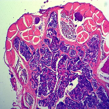 Human Histology Microscope Prepared Slides - Buy High Quality Tissue ...