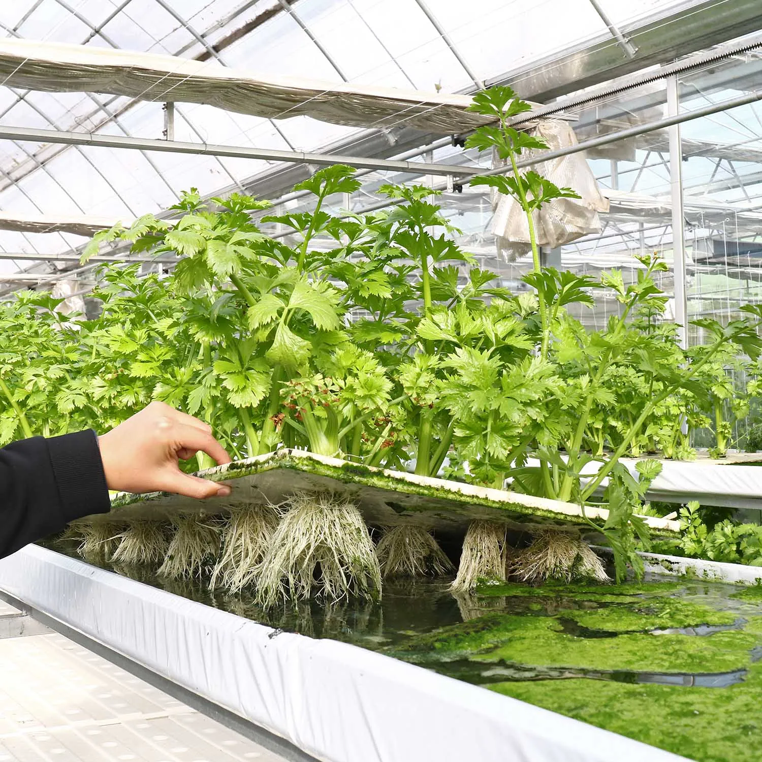 Dwc Hydroponic Lettuce Vertical Farming Grow Systems - Buy Hydroponic ...