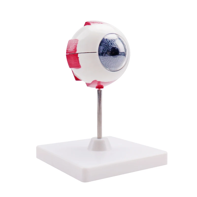 Pvc Eyeballs Human Eye Anatomy Model Plastic Small 3x Eyeball Model ...
