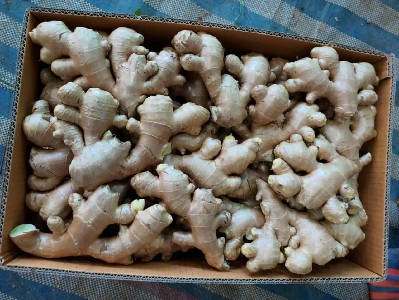 Fresh Ginger From Vietnam Yellow Style Color Weight Natural Origin Type ...