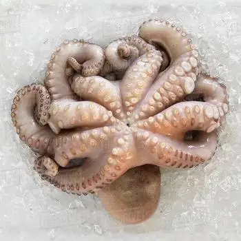 Good Price Seafood Octopus Frozen 340g Wild Small Frozen Octopus Of ...