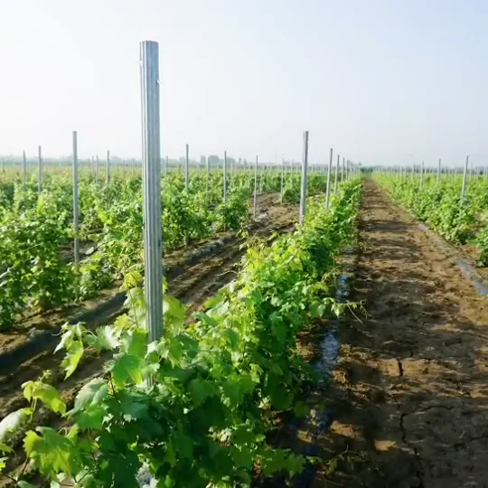 Galvanised Steel Orchard Vineyard Posts - Buy Galvanized Vineyard ...