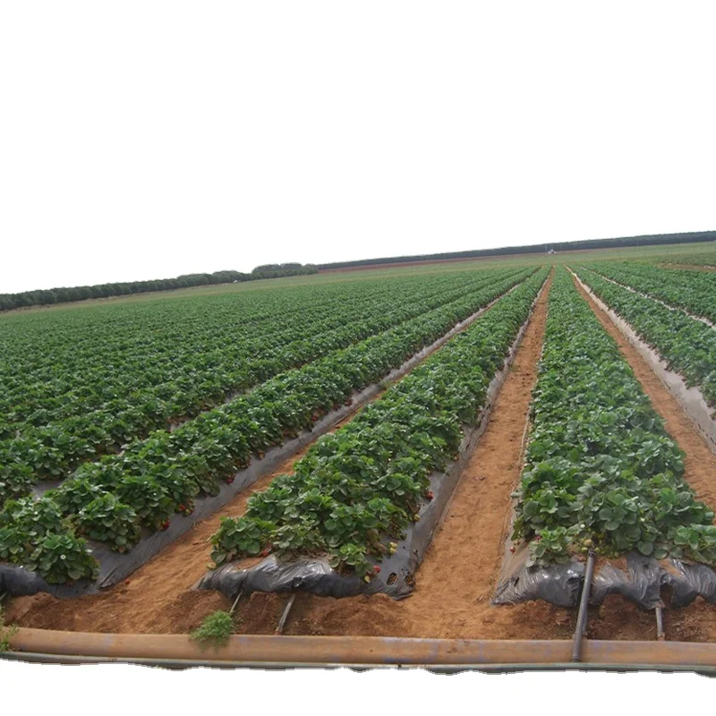 Low Cost 1 Hectare Drip Tape for Drip Irrigation System