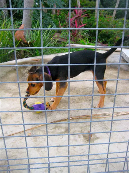Galvanized Welded Wire Mesh Fence For Animal Enclosure - Oem
