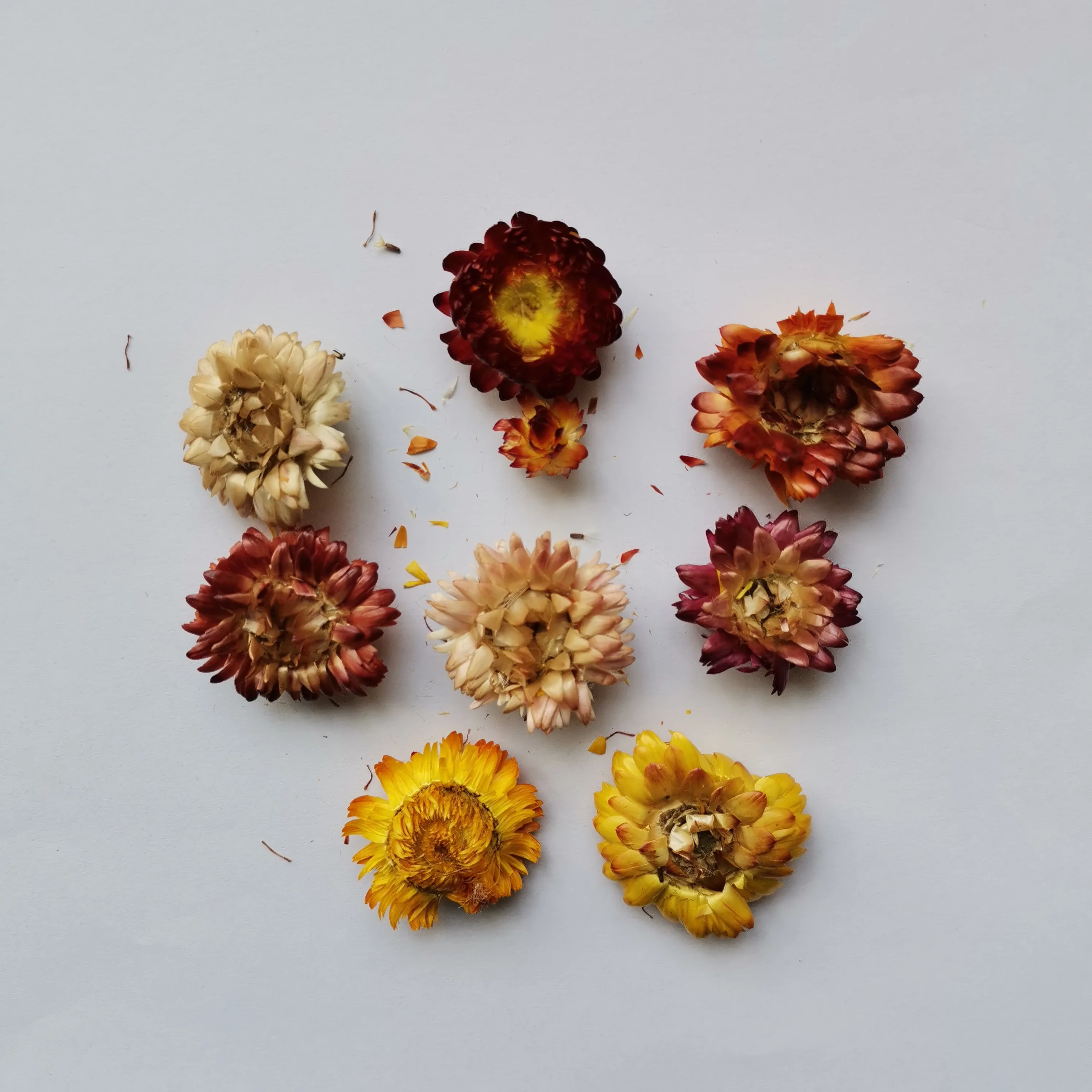 Best Quality Herbal Colorful Chrysanthemum Tea - Helichrysum Bracteatum