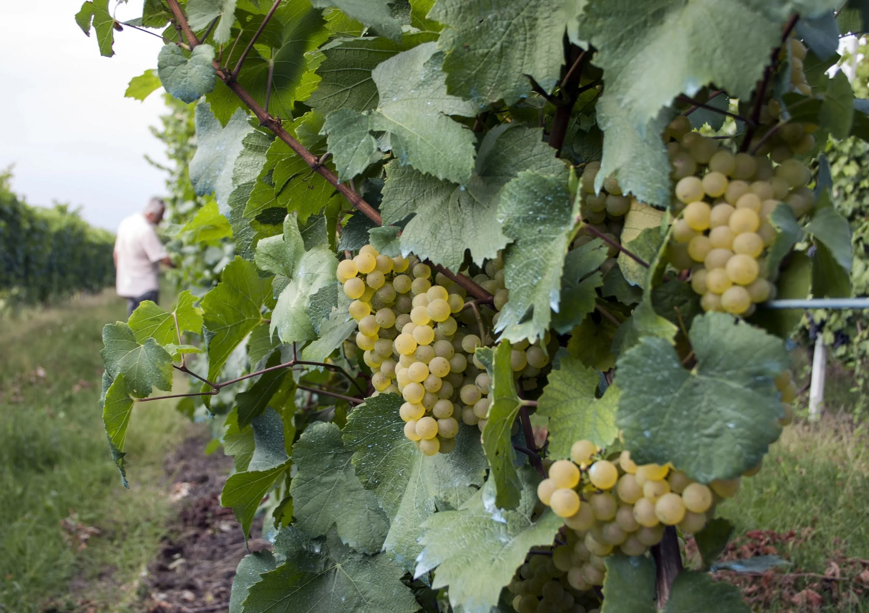 375 Ml Passito Di Gio - Sweet Straw Wine from Dried Grapes