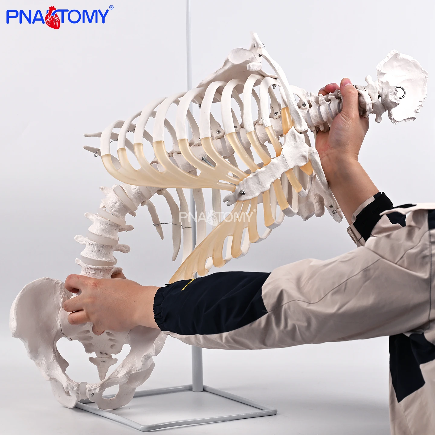 Anatomical Model of Human Trunk Skeleton with Stand Spine Ribs Pelvis ...