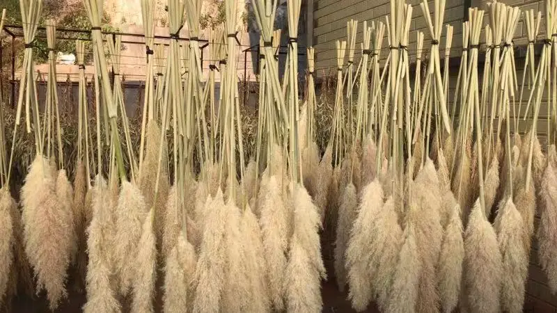 Botte de roseaux des marais séchés, 10 pièces, plantes à plumes, pour ...