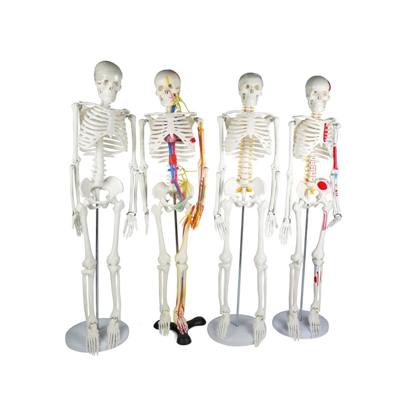 85cm Human Anatomical Skeleton Model,Plastic Skeleton Anatomy Model ...