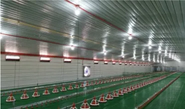 Poultry Farm Organizational Structure Design: Layer Chicken Farm Layout ...