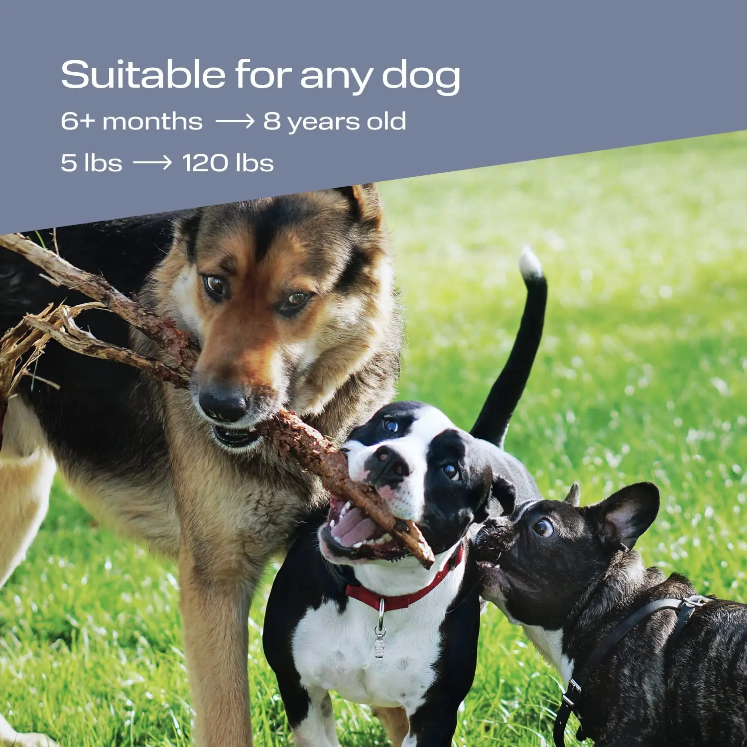 Rechargeable Sonic Bark Deterrent - Train Your Dog Effortlessly