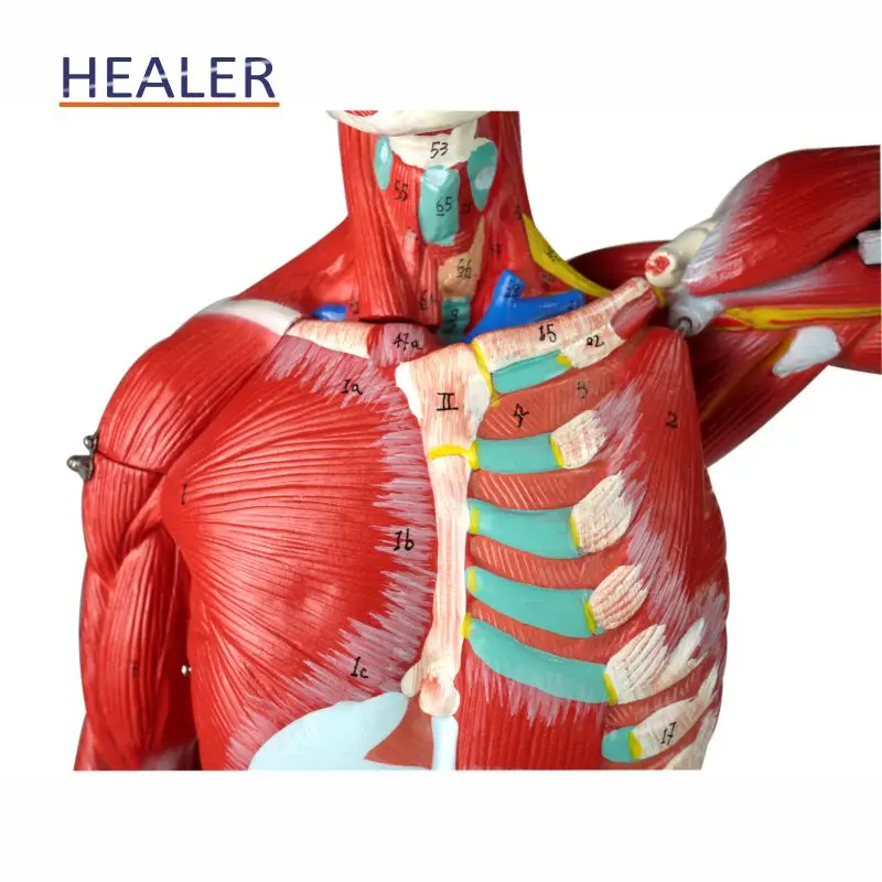 Anatomical Human Body Muscle Dissection Model - Healermed