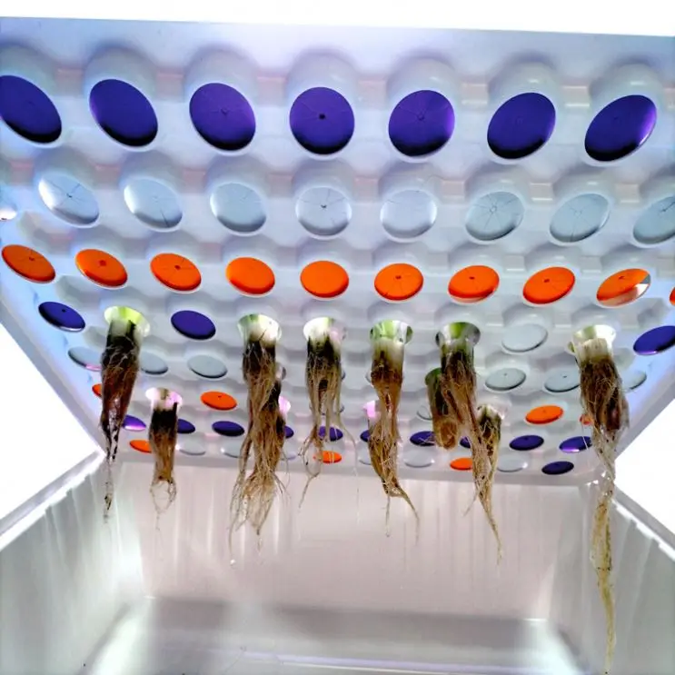 ABS Plastic Cloning Tray with Dome - Hydroponic Cloner