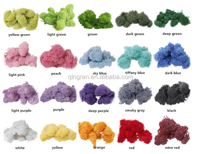 Wholesale Preserved Moss 200g - High Quality Decorative Moss