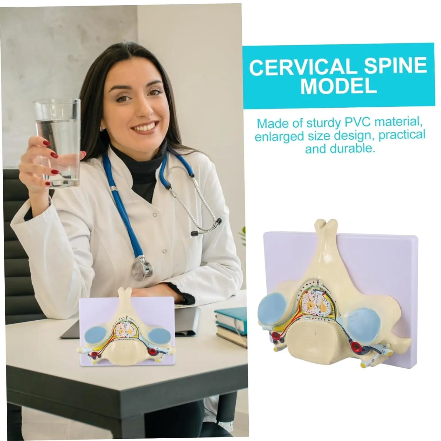 Medical Teaching Human Vertebra Model Cervical Spine Demonstration ...