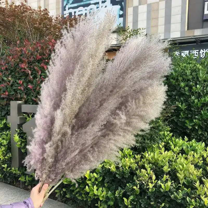 Tt4179 2020 Spring New Long Pampas Feather Extra Big Large Fluffy ... Tt4179 2020 Spring New Long Pampas Feather Extra Big Large Fluffy ...