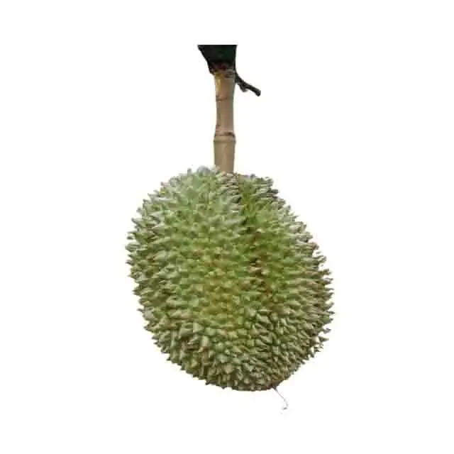 Hot Seller Thailand Durian Fruit From Thaialnd Farm Natural Ingredient ...
