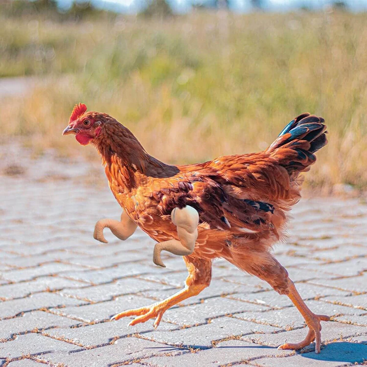 Chicken Arms Enhance Your Chickens Playtime With - Fun And Durable Toys ...