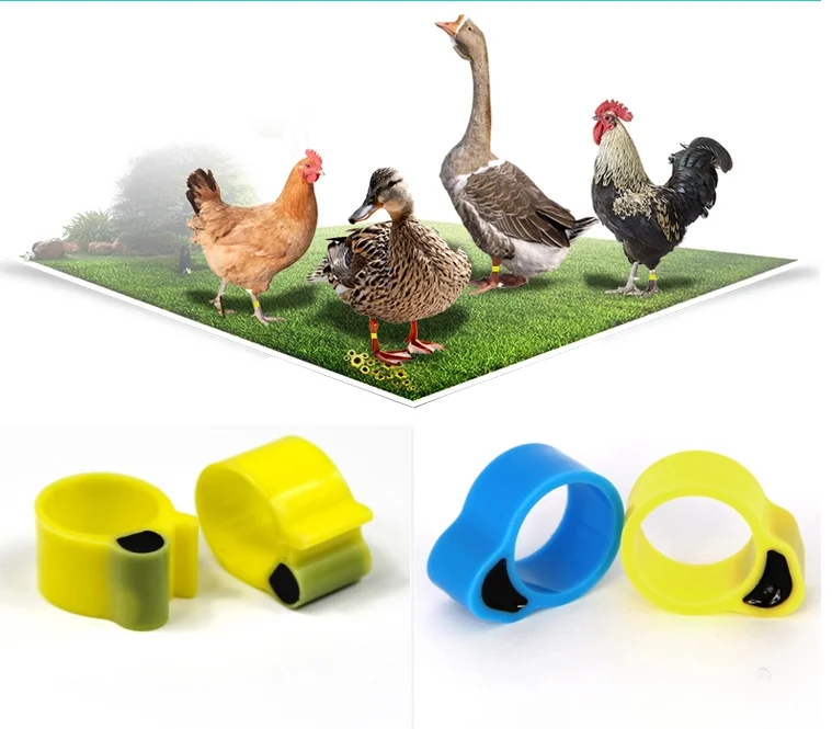 Rfid Tracking Animal Tag Pigeon Bird Ring Tag For Animal Management ...
