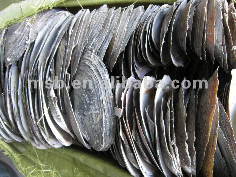 Natural Raw Thick Chinese River Triangle Shell/raw Shells - Buy Raw ...