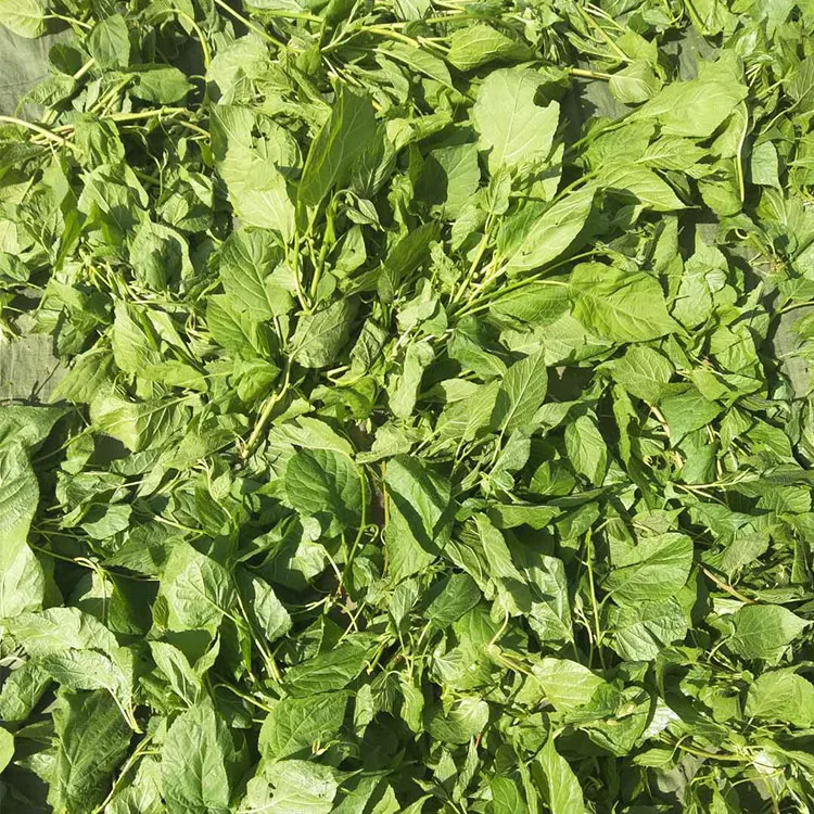 Wholesale Bulk Japanese Catnip Cat Toy Dried Leaf Organic