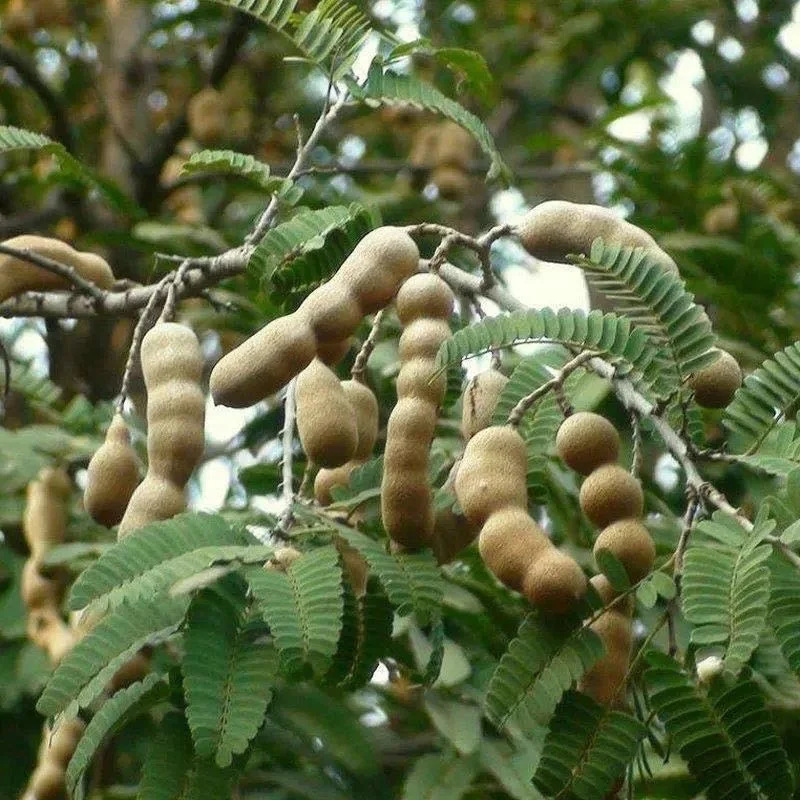 Tamarind Acid Horn Luo Wangzi| Alibaba.com
