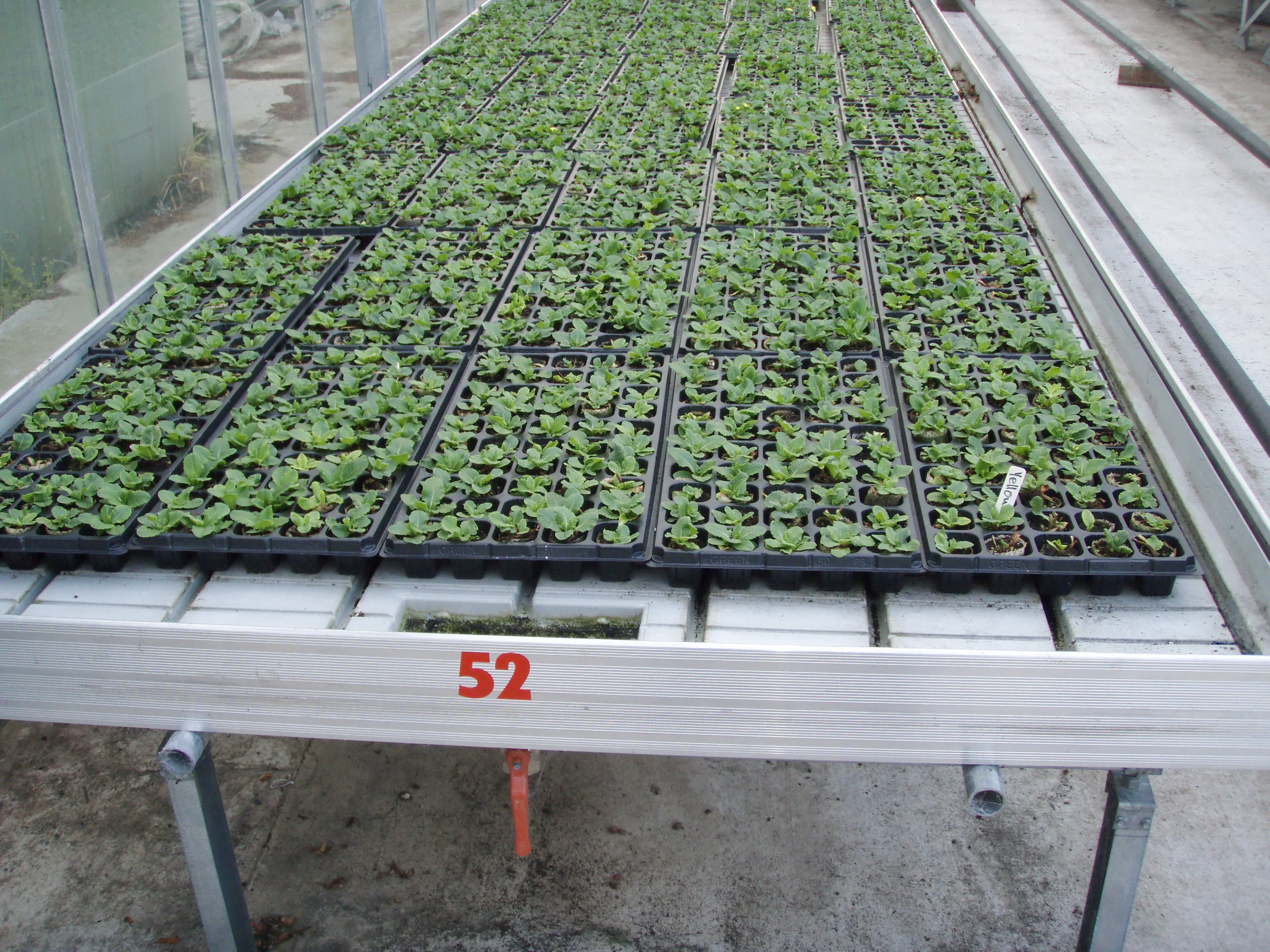 Skyplant Greenhouse Rolling Bench Ebb And Flow Bench Greenhouse ...