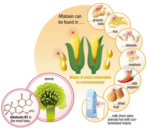 Aflatoxin B1 Afb1 Rapid Test Kit Fpr Oils Aflotoxin Tester Buy