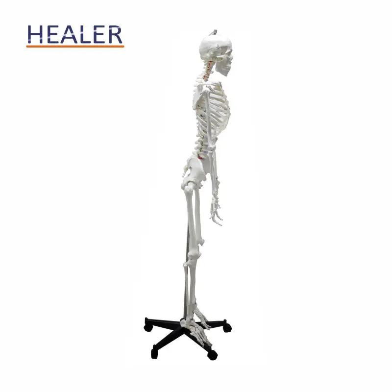 170cm/180cm Human Plastic Skeleton Anatomical Model,Advanced Detachable ...