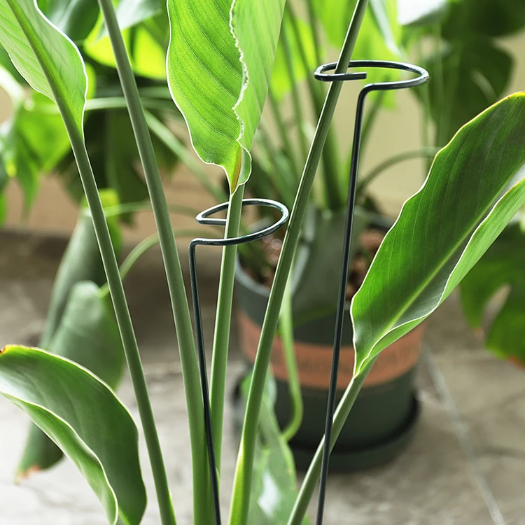 Plant Stake Support Garden Single Stem Support Stake Plant Cage Support ...