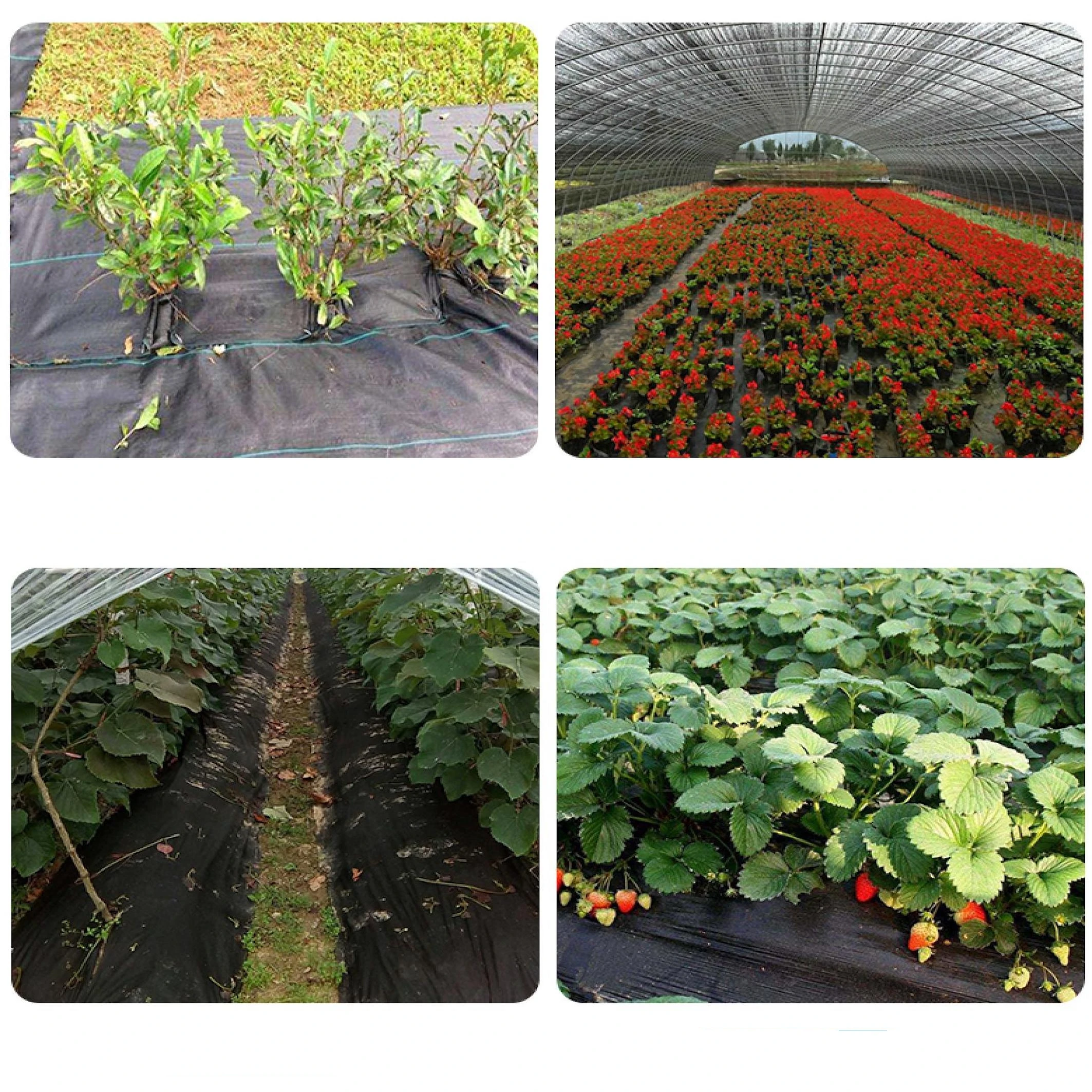 70gsm 90gsm 100gsm Heavy Duty Agriculture Garden Vegetable Anti-weed Mat - Buy Agriculture ...