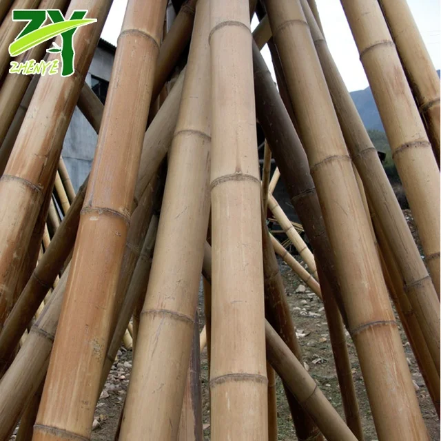 Giant Bamboo Trunks - Large Diameter Raw Bamboo Material for ...