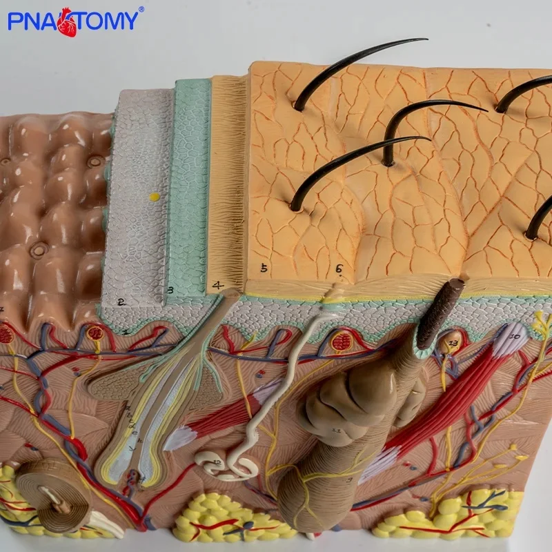 Three-dimensional Human Skin Anatomical Model Teaching Tool for Medical ...