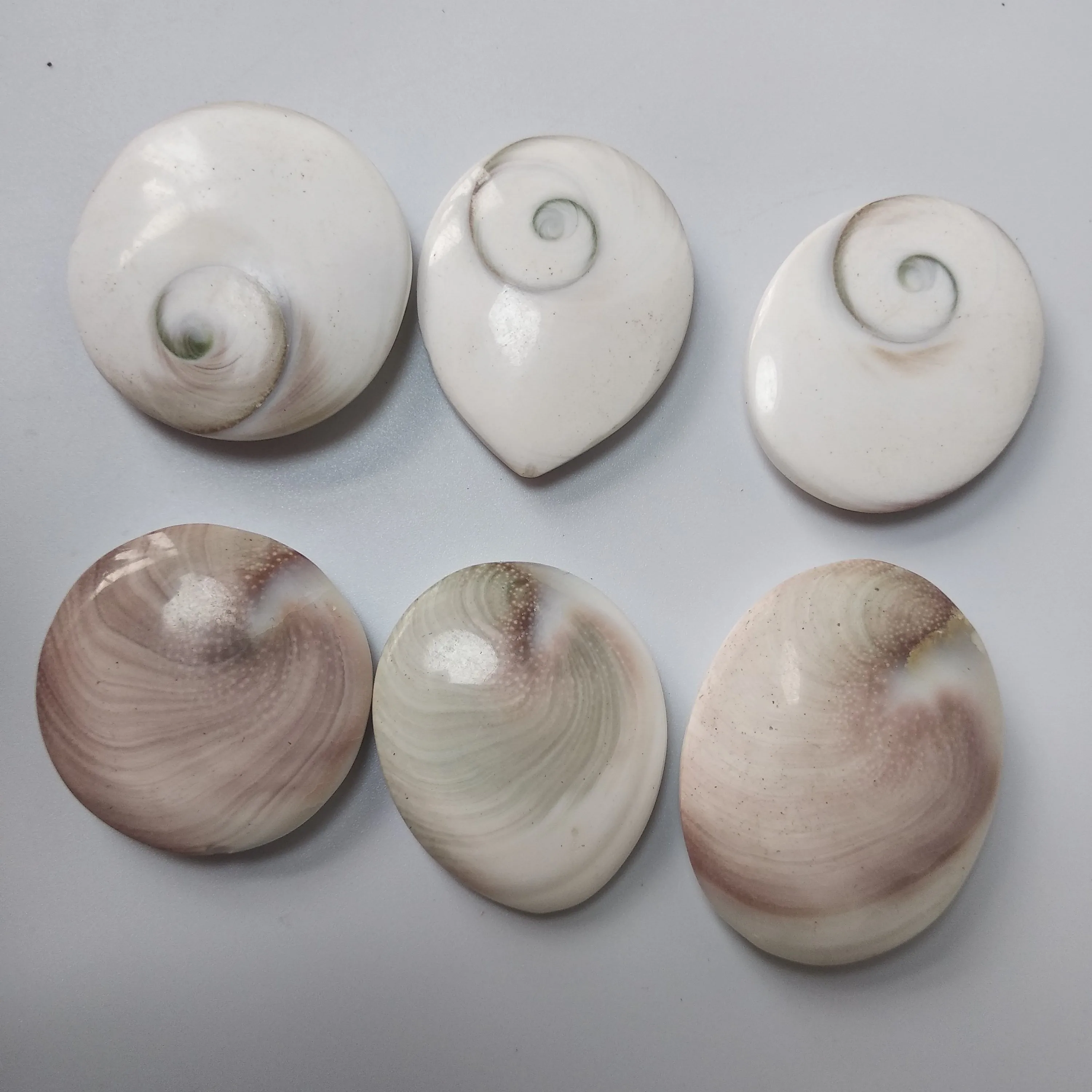 Wholesale Natural Shiva Eye Shell Stonecircles And Ellipses Shaped ...