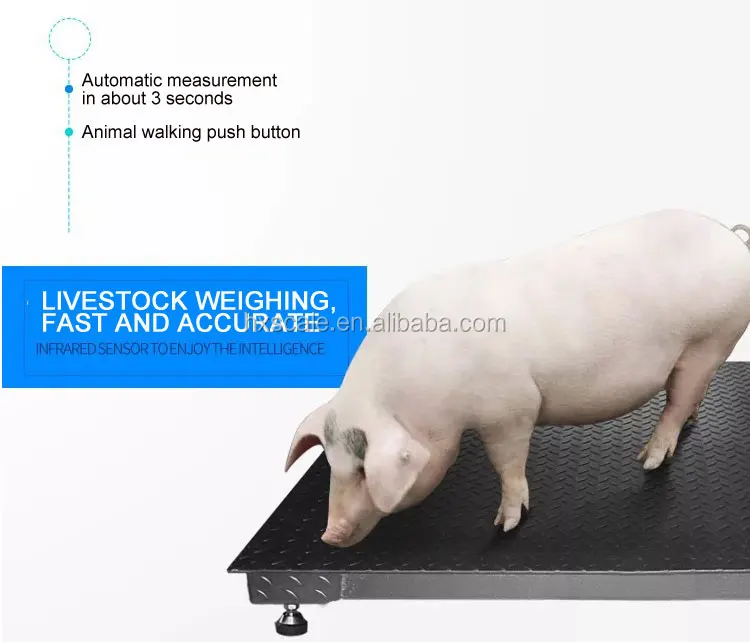 Pig Livestock Scale For Cattle Cow Weight Scale For Scale - Buy Cattele ...
