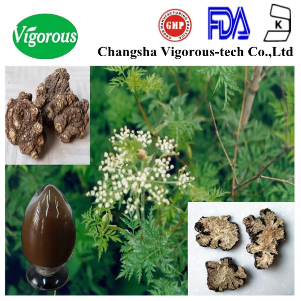 Chinese Herb Rhizoma Ligusticum Chuanxiong Extract Levisticum ...