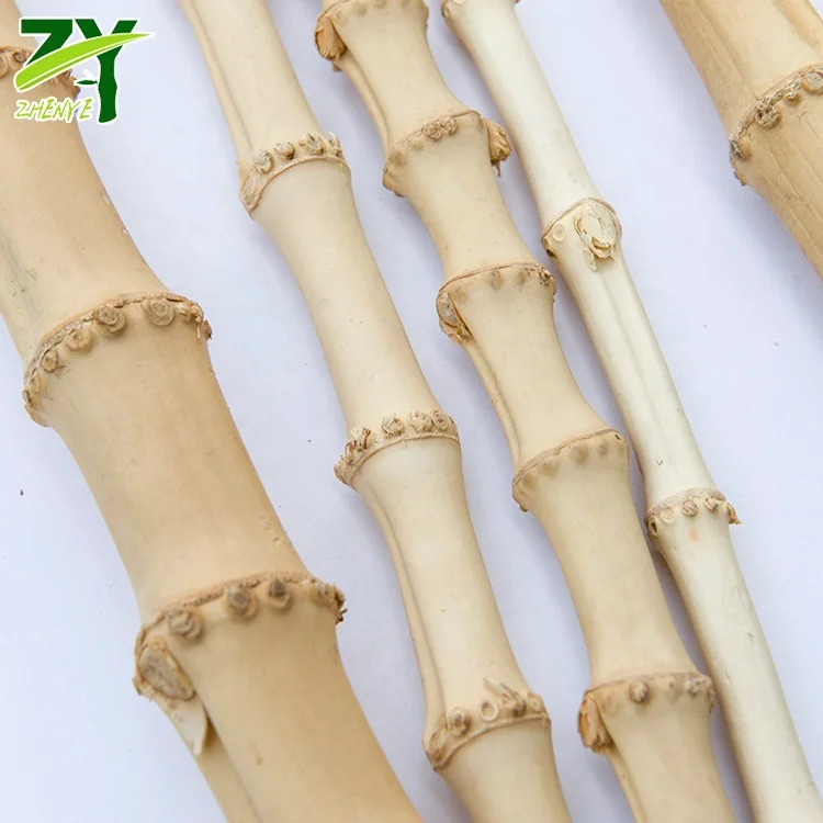 Wholesale Bamboo Root Canes - Natural Rhizome Products