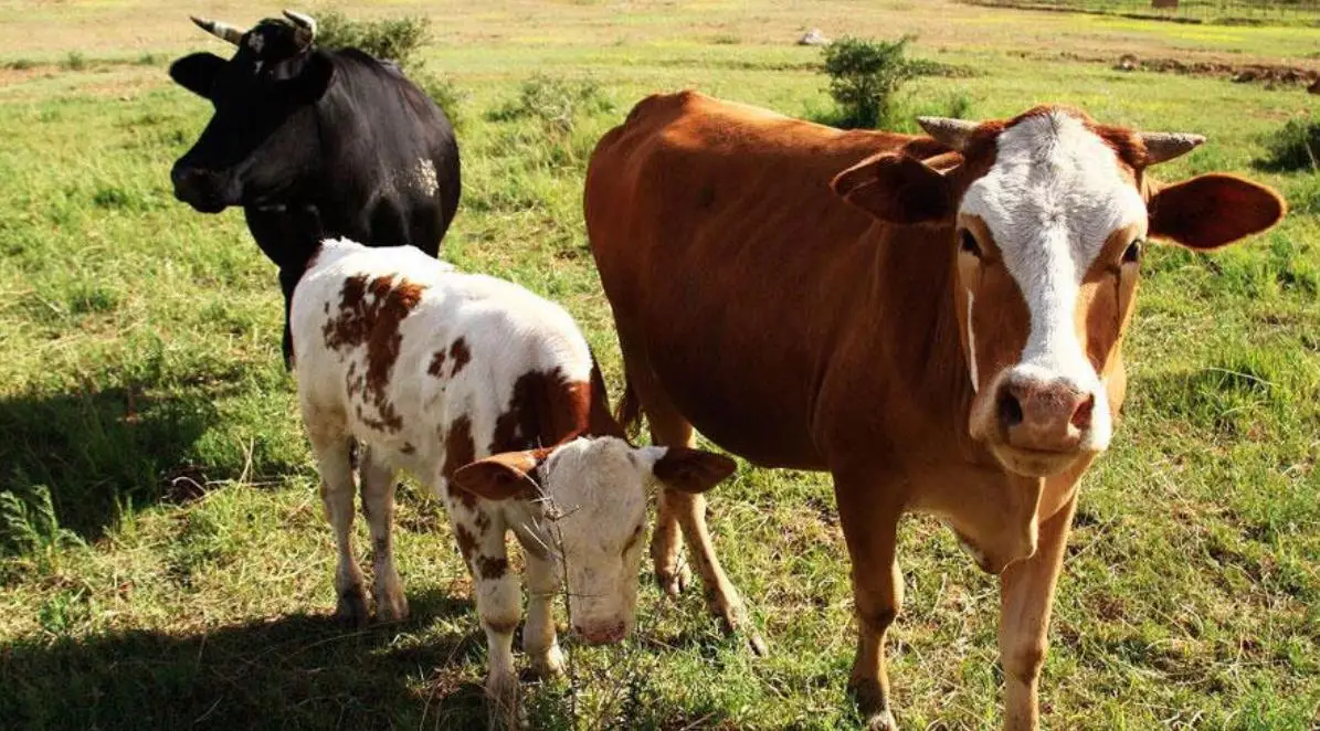 High Productivity Feed Mill Plant - Efficient Poultry Feed