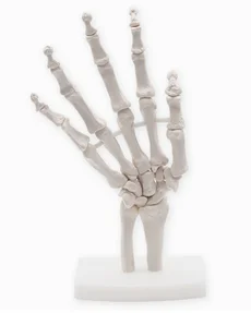 Human Life Size Finger Bone Flexible For Medical Demonstration Study ...