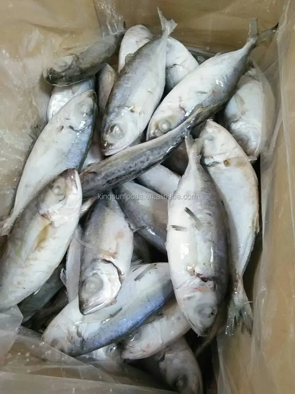 High Quality Frozen Big Eye Scad Frozen Canned Mackerel Fish - Buy ...