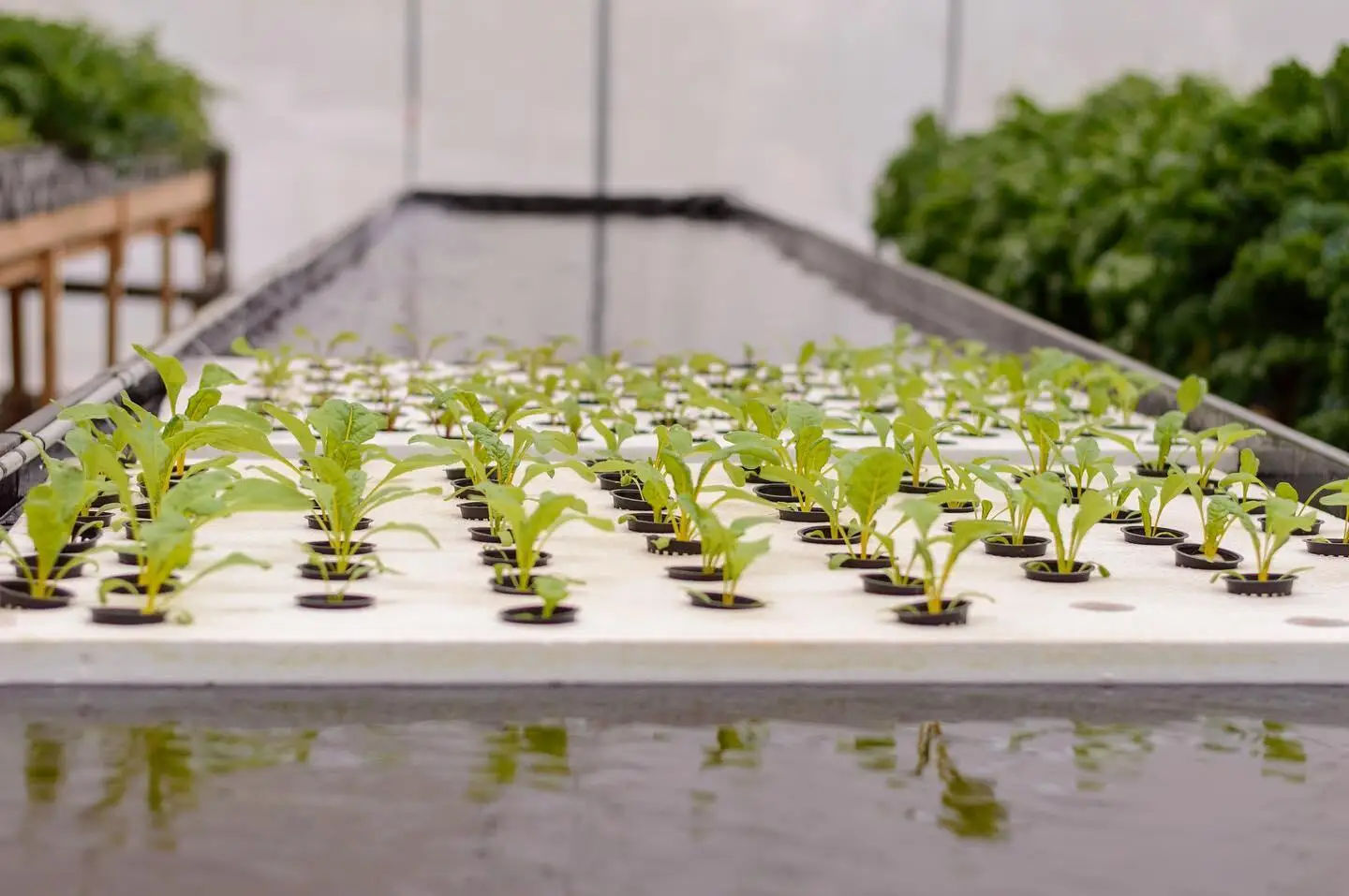 High Quality White Floating Hydroponic Rafts Dwc System Deep Water ...