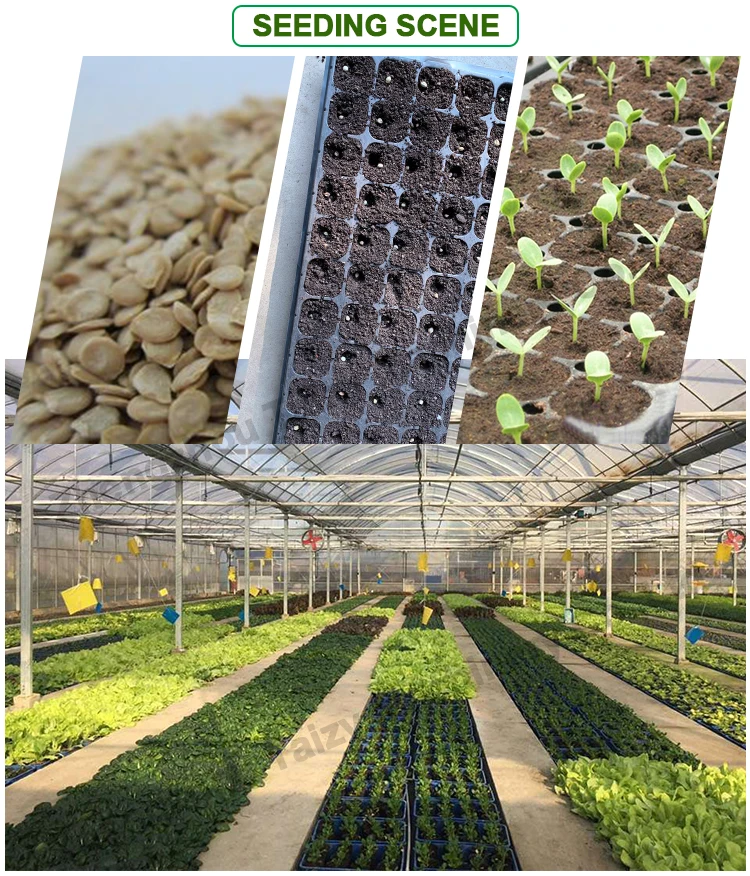 Automatic Tray Seed Sowing Machine - High Precision Seeding