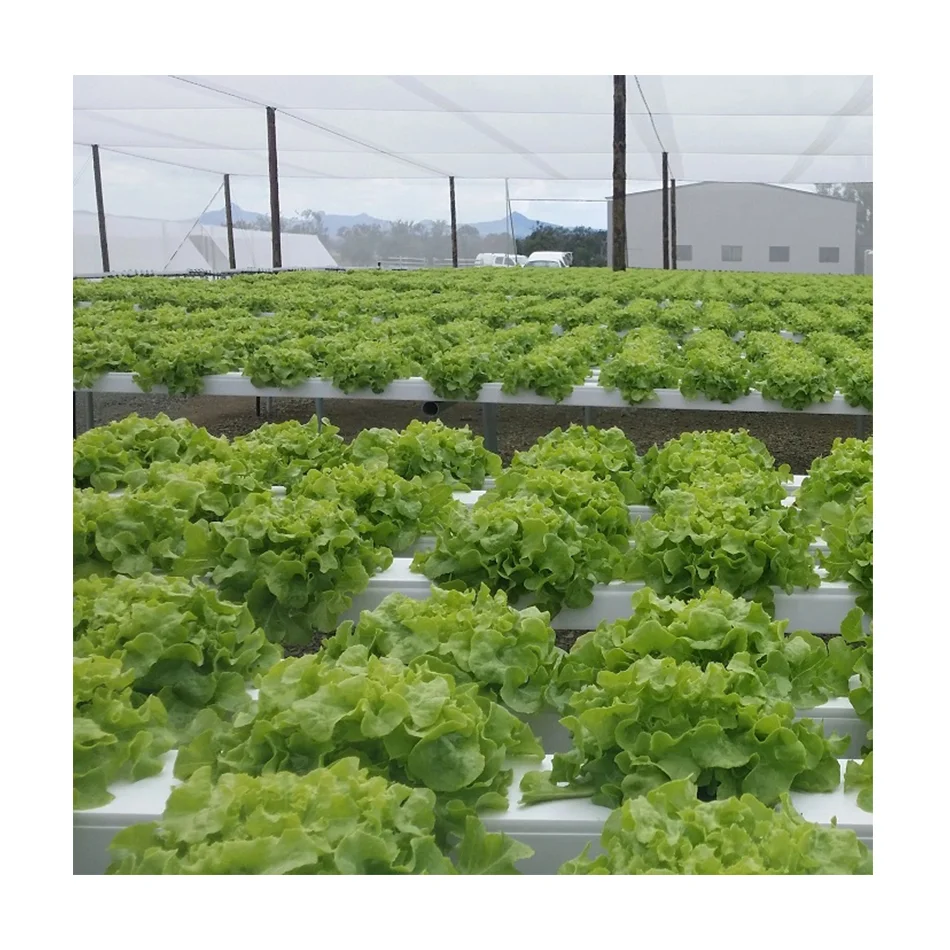 Hydroponic Nft System Vertical Hydroponic Growing System Pvc Pipe For ...